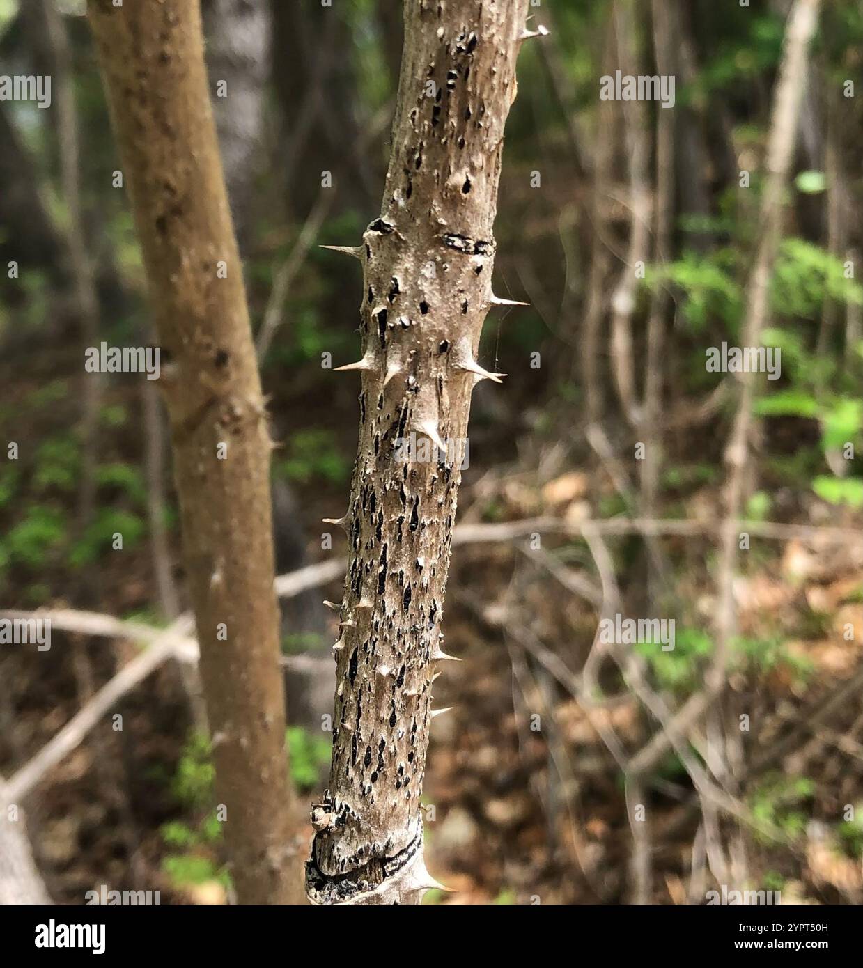 devil's walkingstick (Aralia spinosa Stock Photo - Alamy
