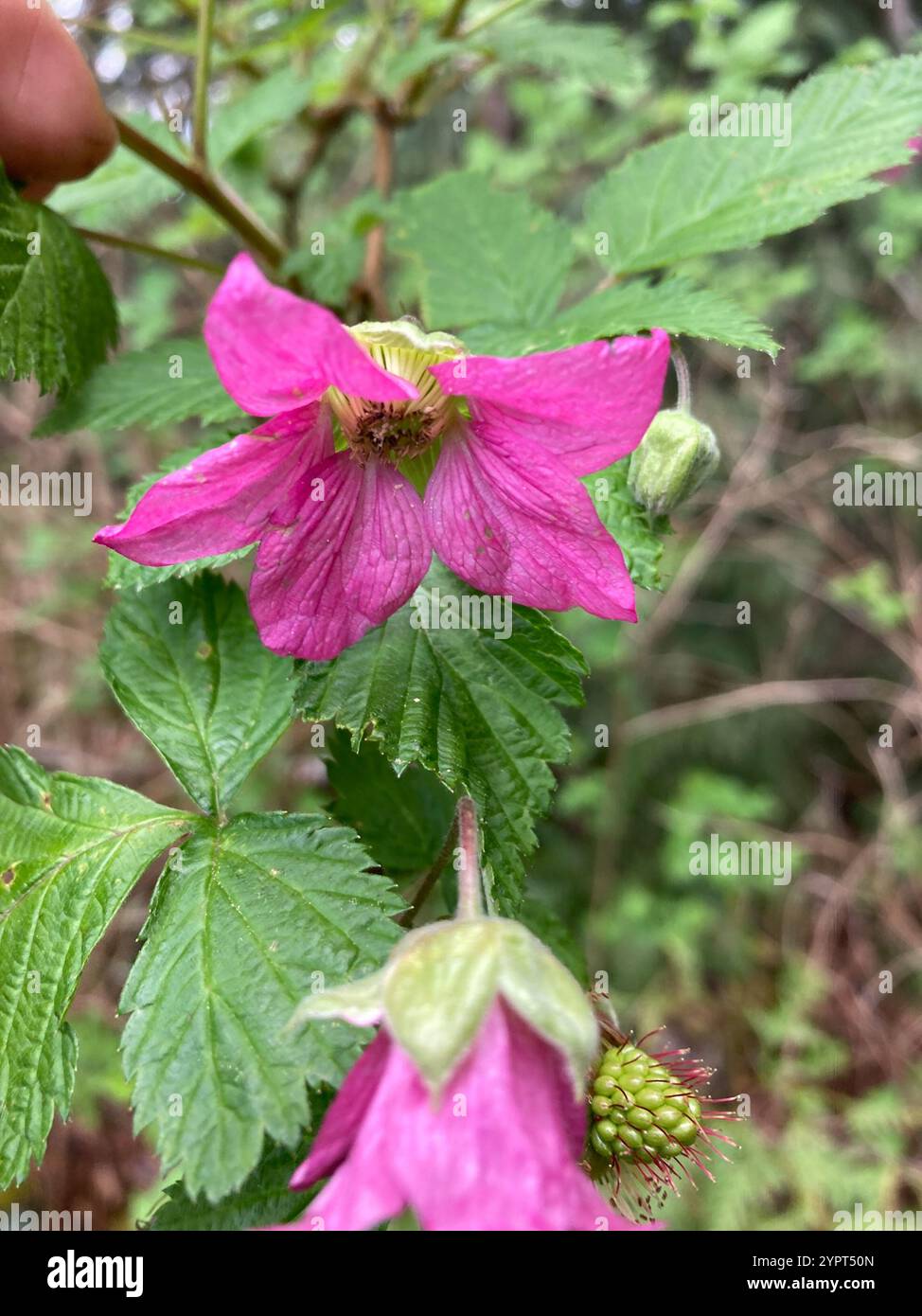 Salmonberry (Rubus spectabilis Stock Photo - Alamy