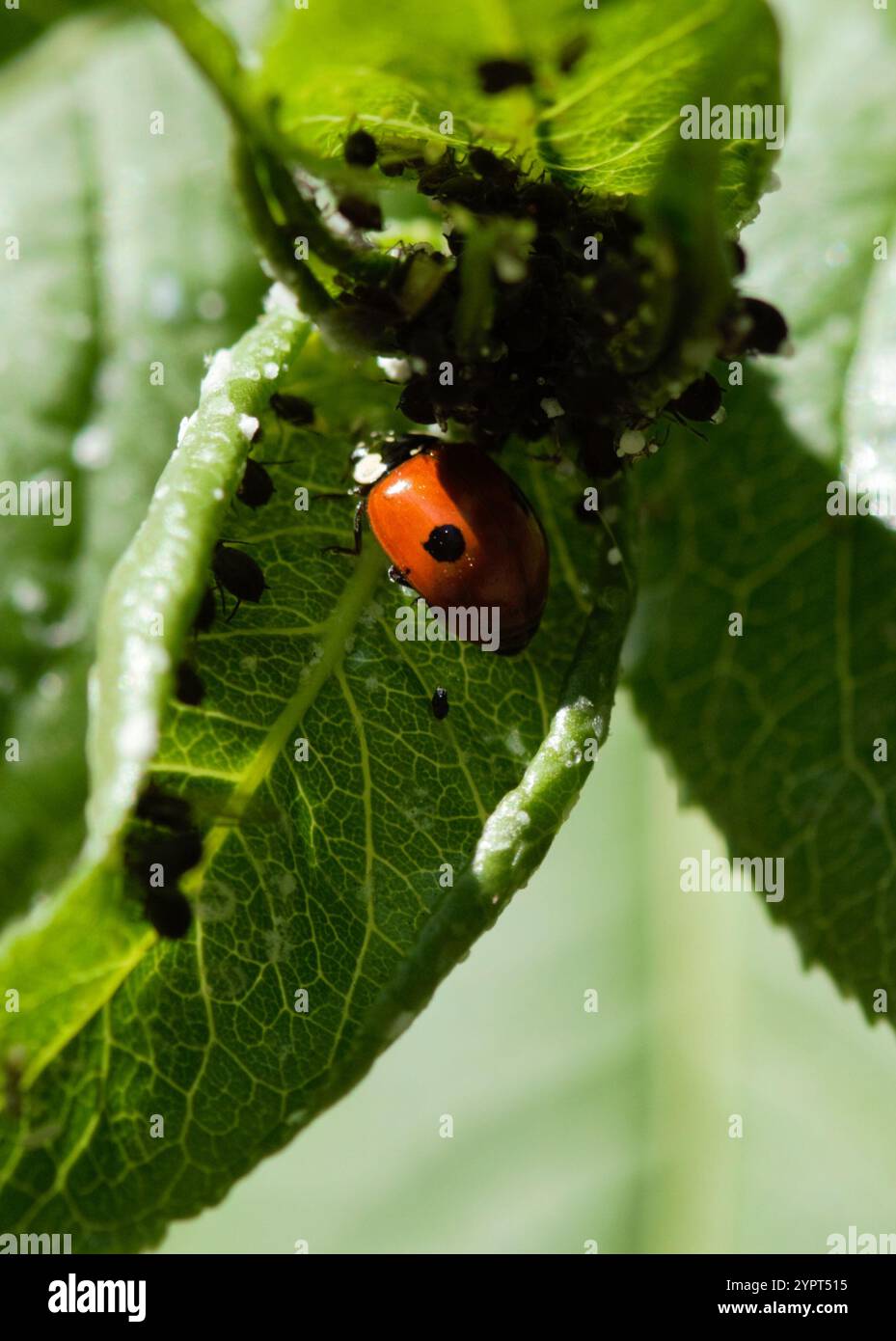 Two-spotted Lady Beetle (Adalia bipunctata Stock Photo - Alamy