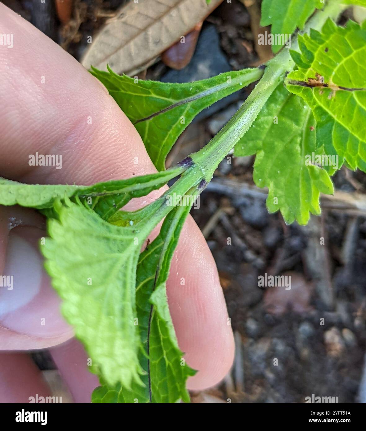Rattail (Stachytarpheta cayennensis Stock Photo - Alamy