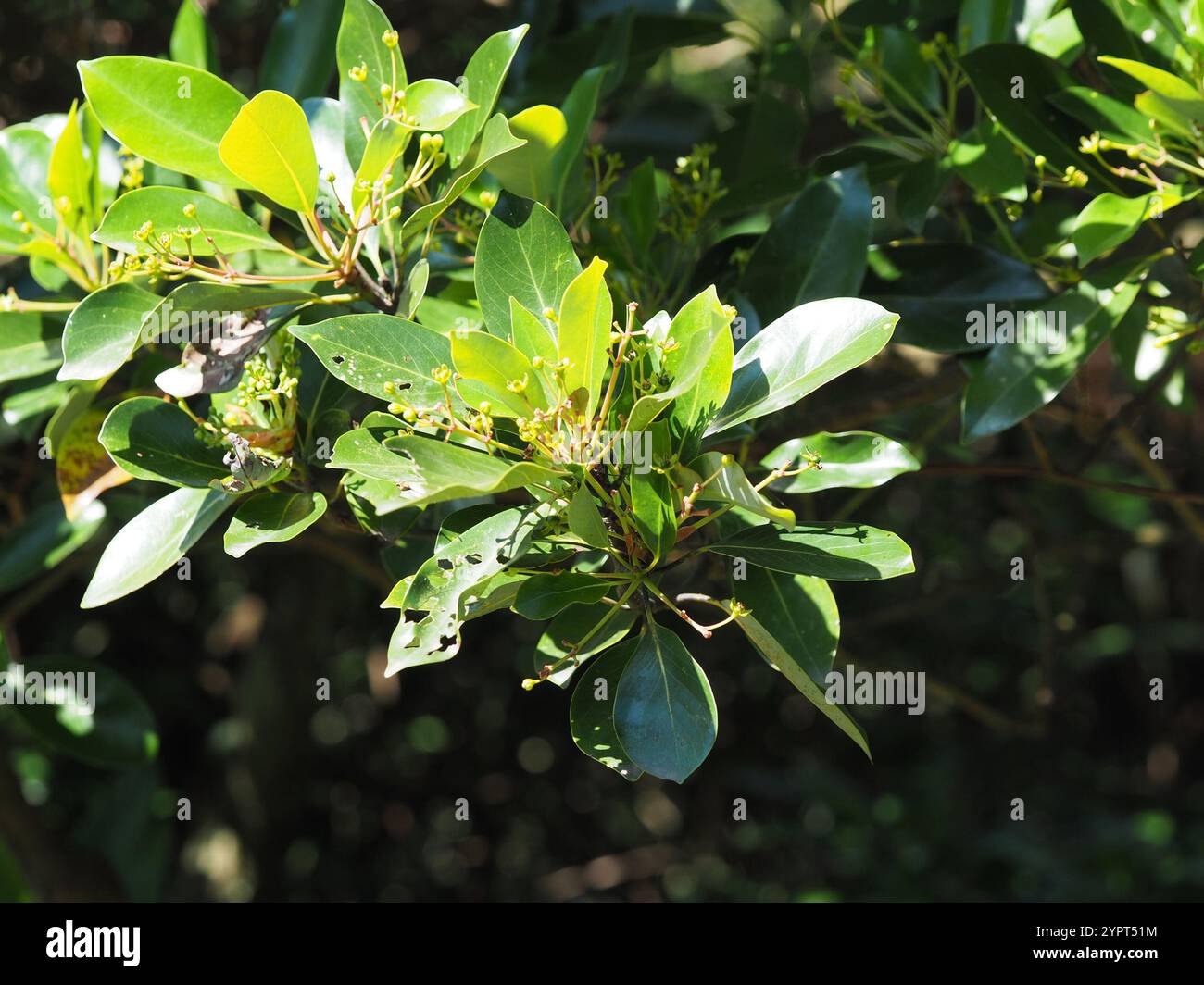 Red Machilus (Machilus thunbergii Stock Photo - Alamy