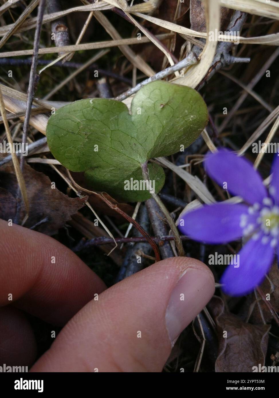 Liverleaf (Hepatica nobilis Stock Photo - Alamy