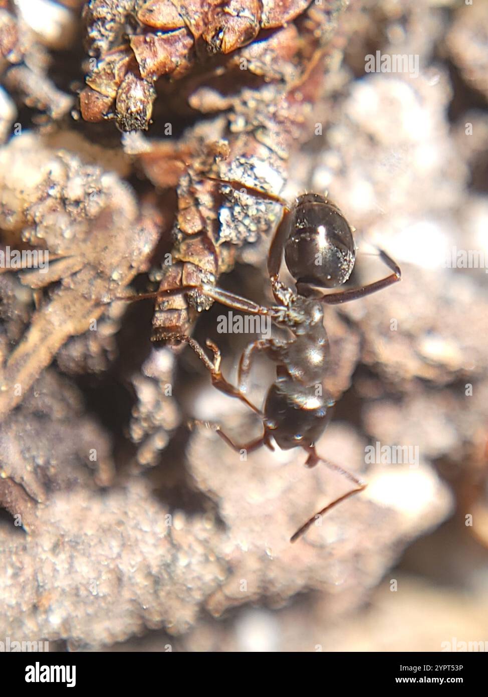 fusca-group Field Ants and Allies (Formica fusca Stock Photo - Alamy