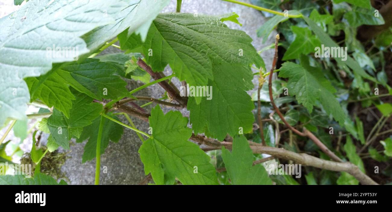 Maple gall mite (Aceria macrorhyncha Stock Photo - Alamy
