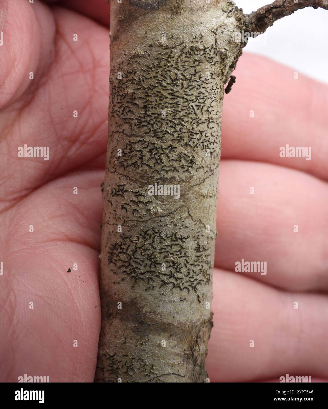 Common Script Lichen (Graphis scripta Stock Photo - Alamy