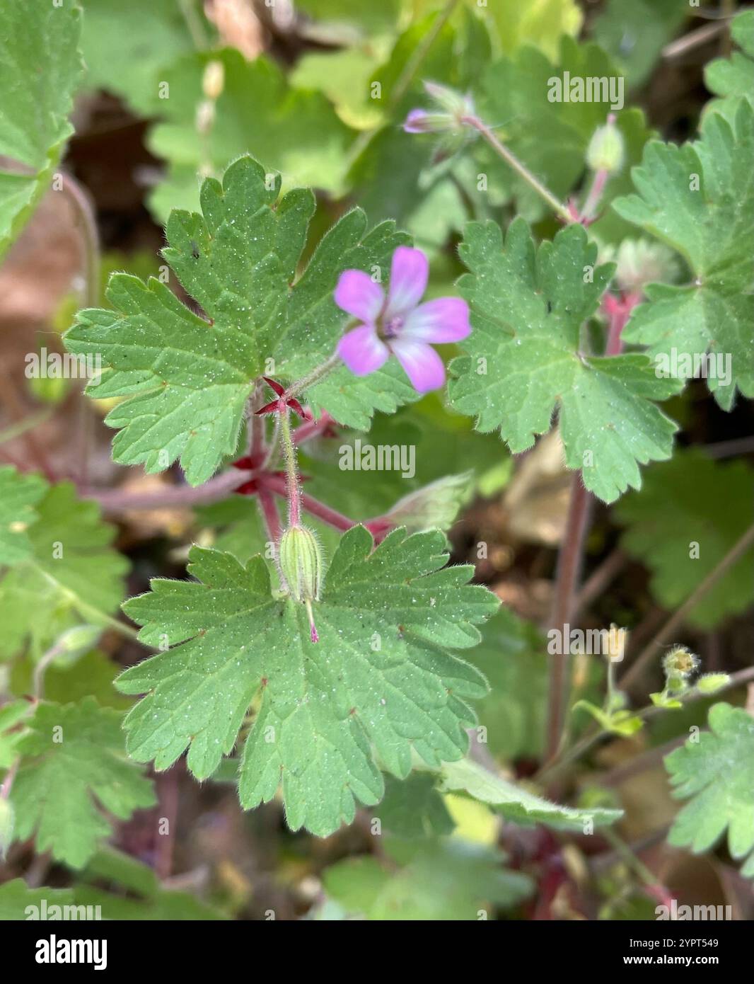 Round-leaved Crane's-bill (Geranium rotundifolium Stock Photo - Alamy