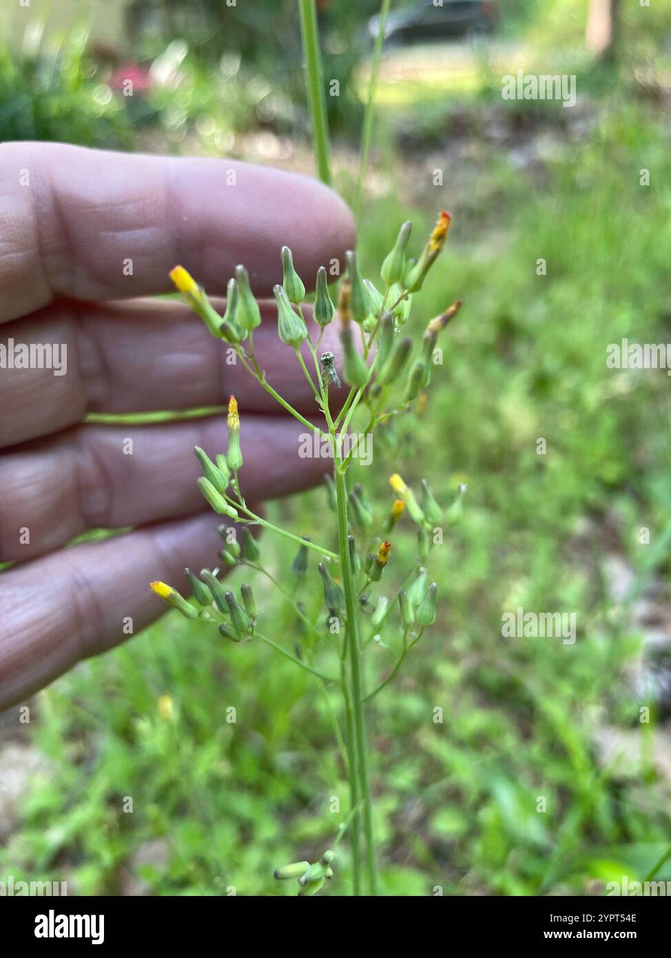 Oriental false hawksbeard (Youngia japonica Stock Photo - Alamy