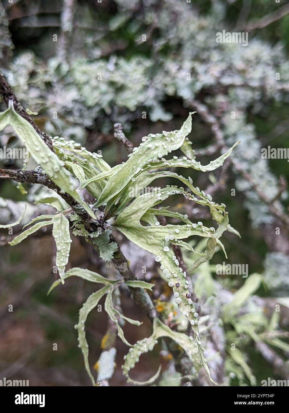 cartilage lichen (Ramalina celastri Stock Photo - Alamy