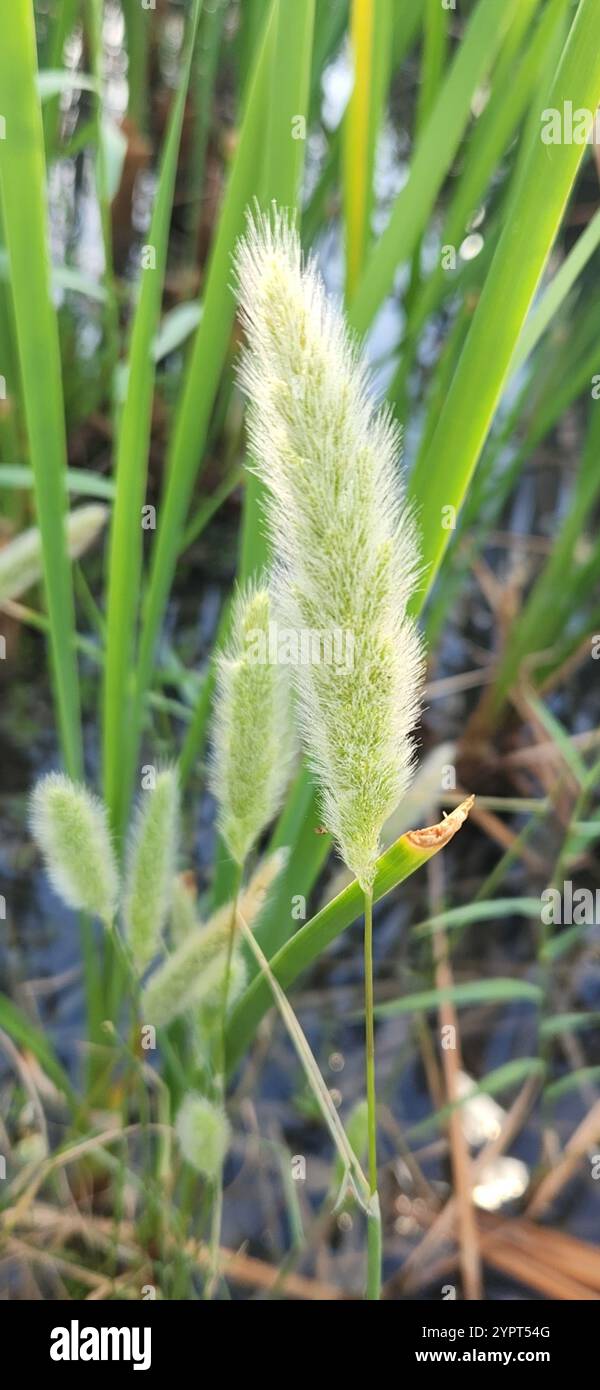 Polypogon monspeliensis hi-res stock photography and images - Alamy