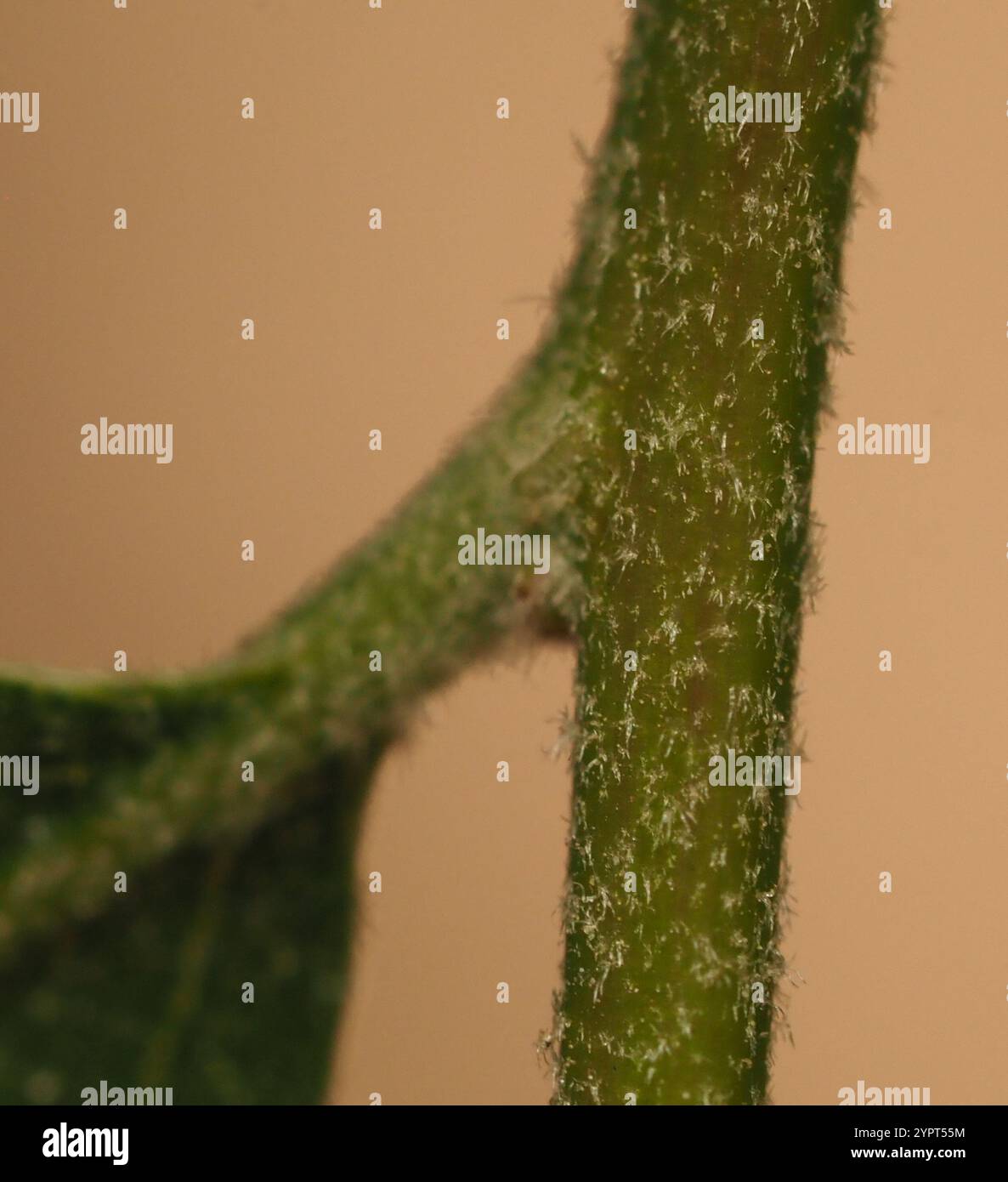 Shin oak hi-res stock photography and images - Alamy