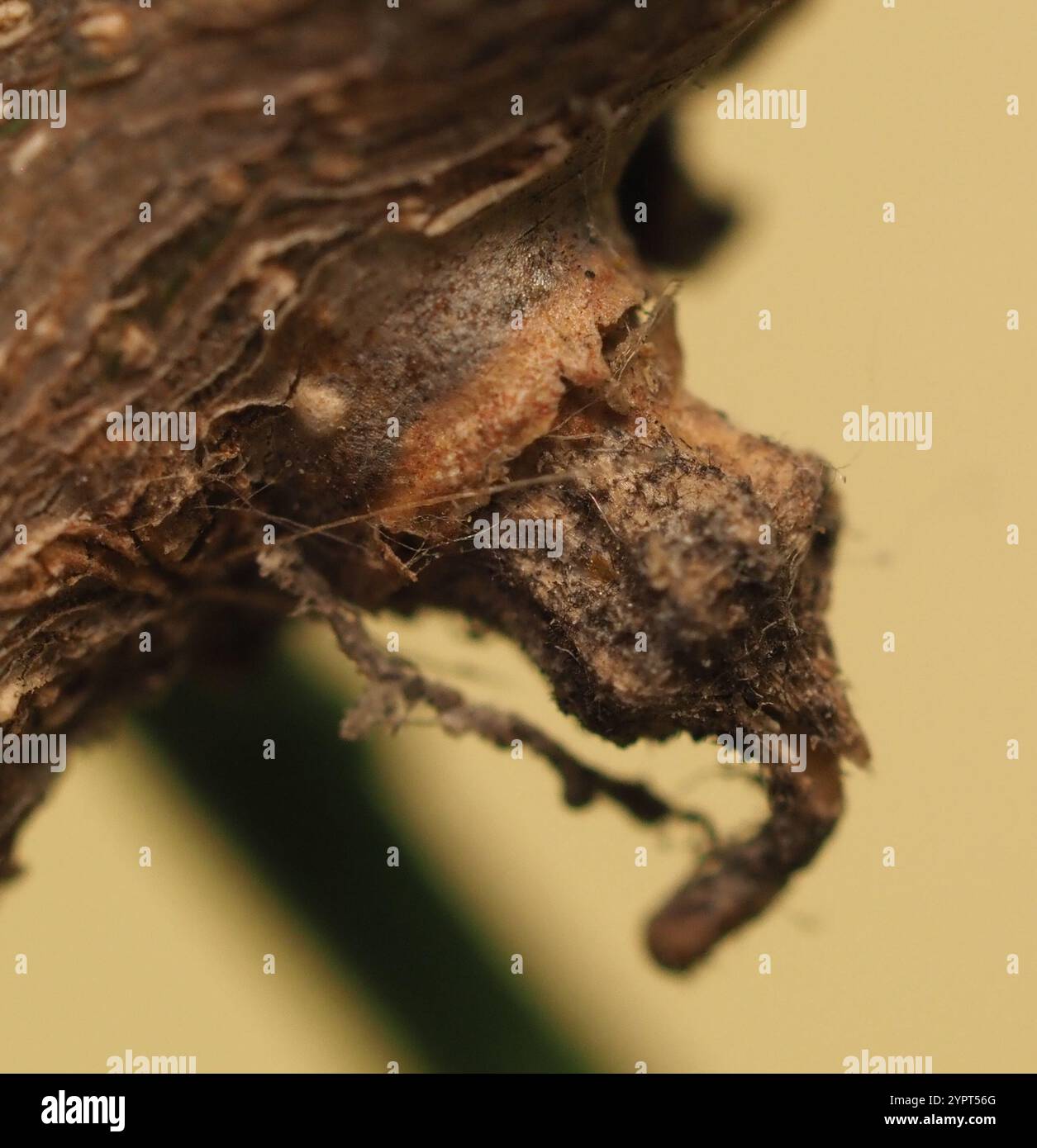 Hackberry Columnar Stem Gall Midge (Celticecis ramicola Stock Photo - Alamy