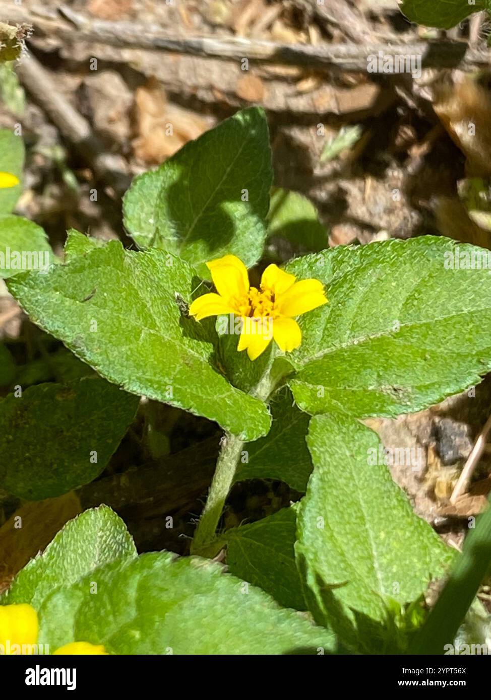 straggler daisy (Calyptocarpus vialis Stock Photo - Alamy