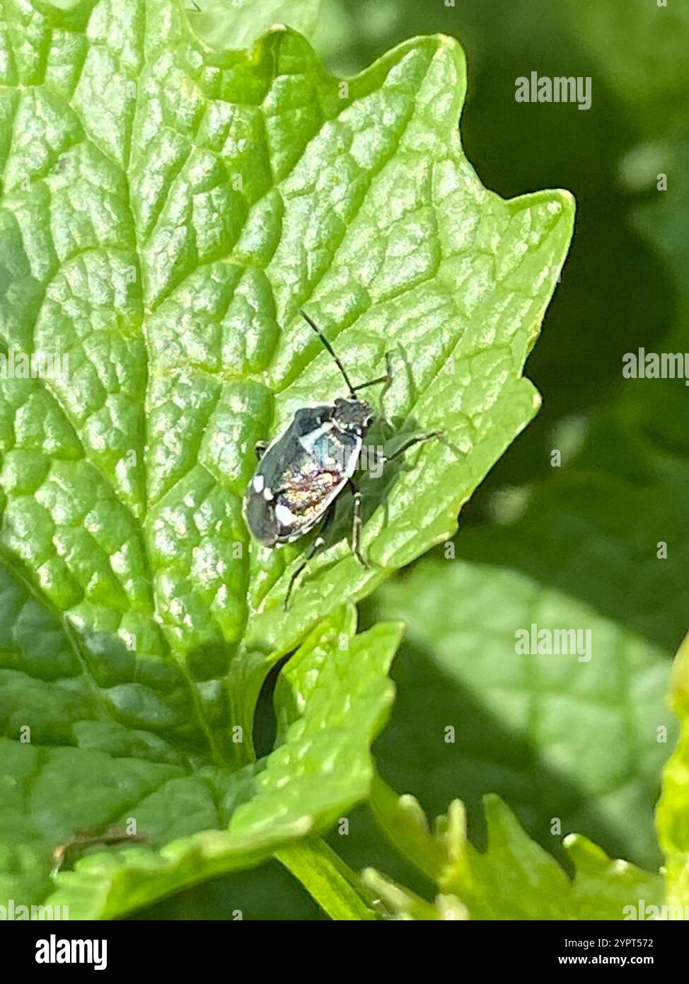 Cabbage Bug (Eurydema oleracea Stock Photo - Alamy