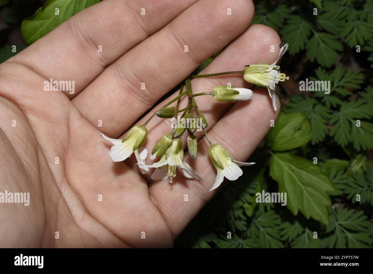 Two-leaved Toothwort (Cardamine diphylla Stock Photo - Alamy