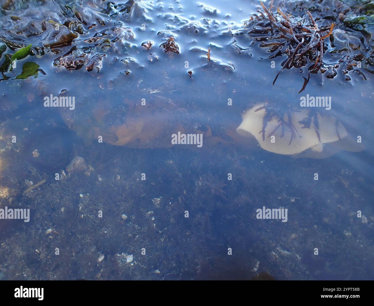 Doris montereyensis hi-res stock photography and images - Alamy