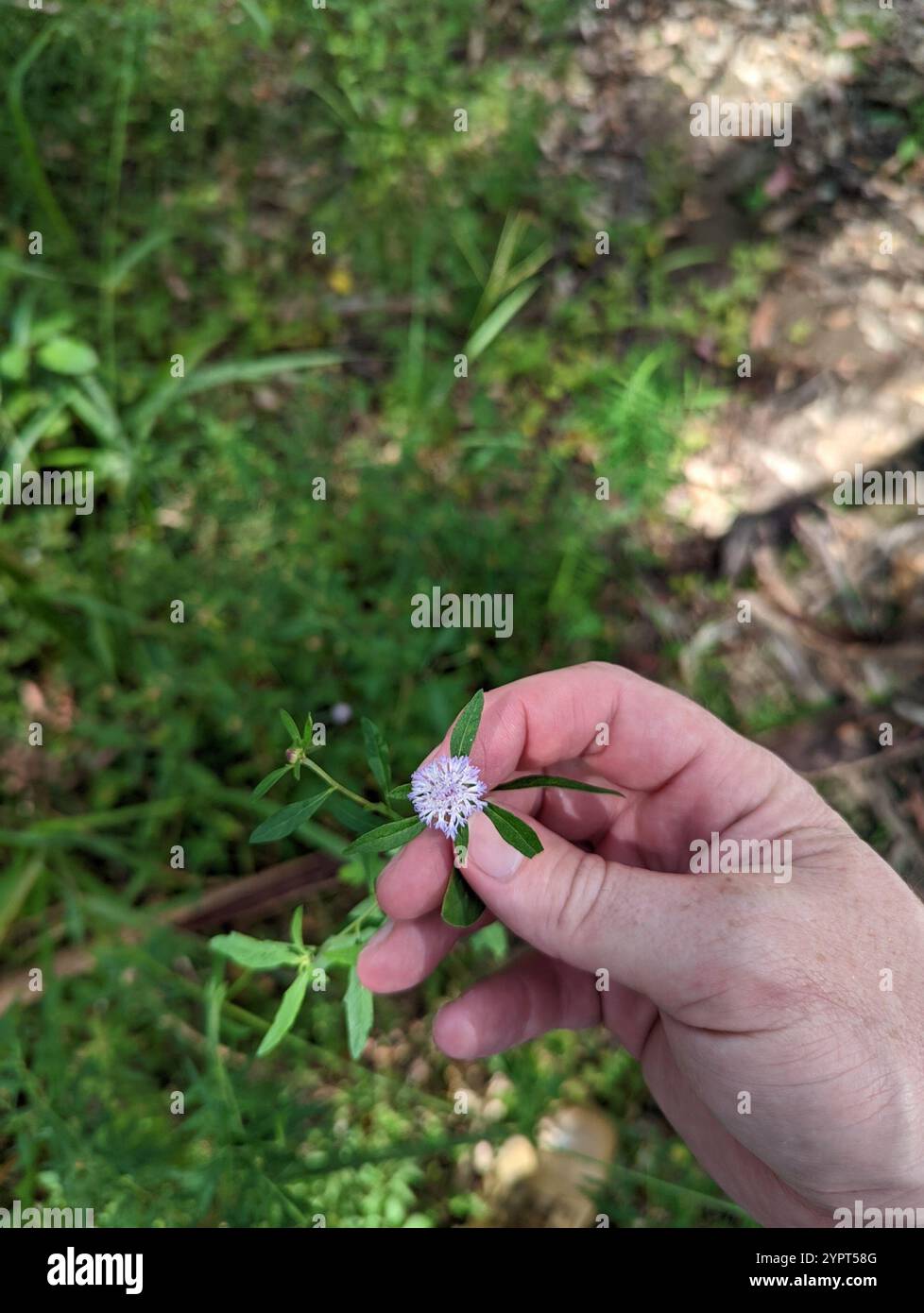 blue bonnet (Centratherum riparium Stock Photo - Alamy