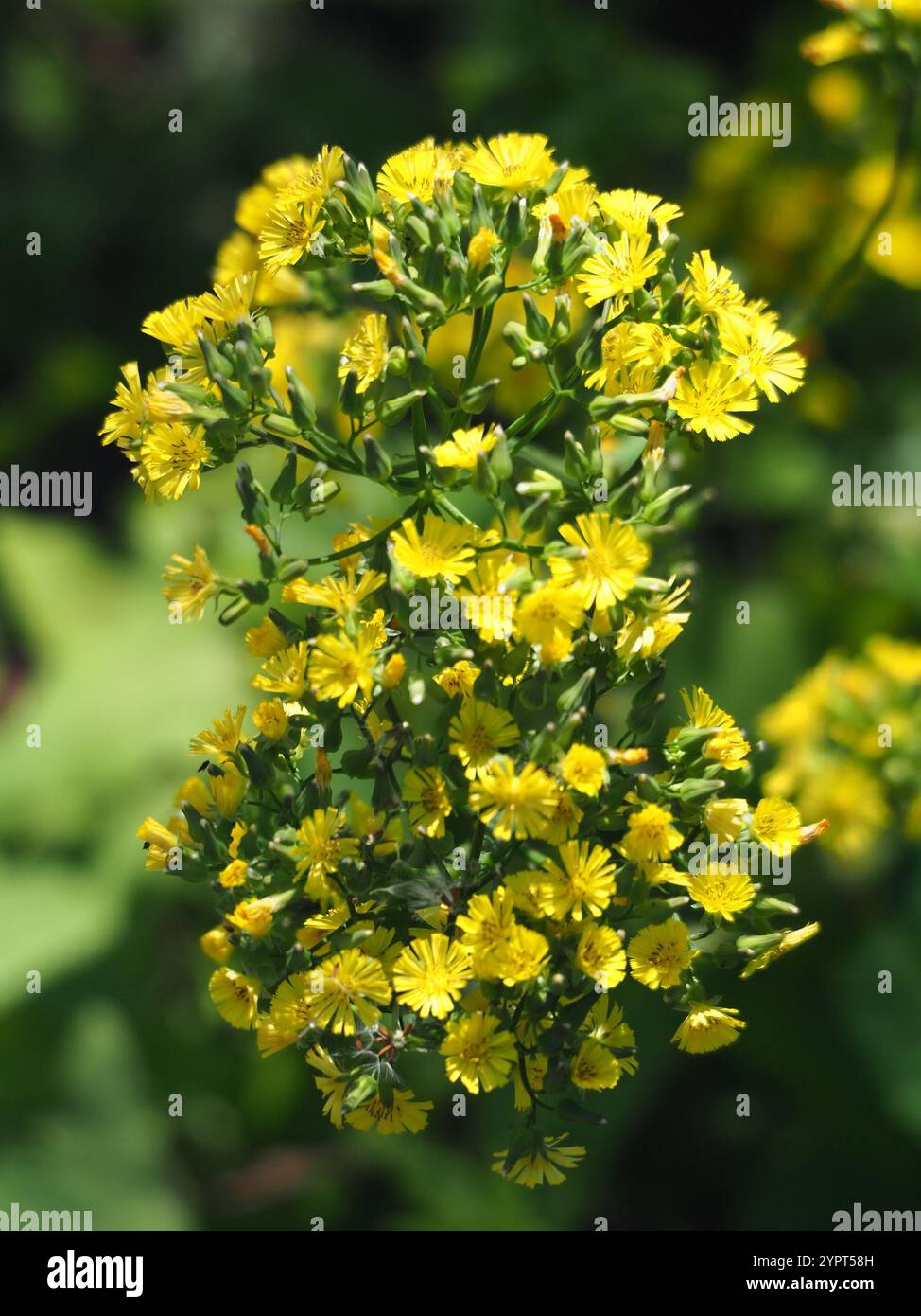 Oriental false hawksbeard (Youngia japonica Stock Photo - Alamy