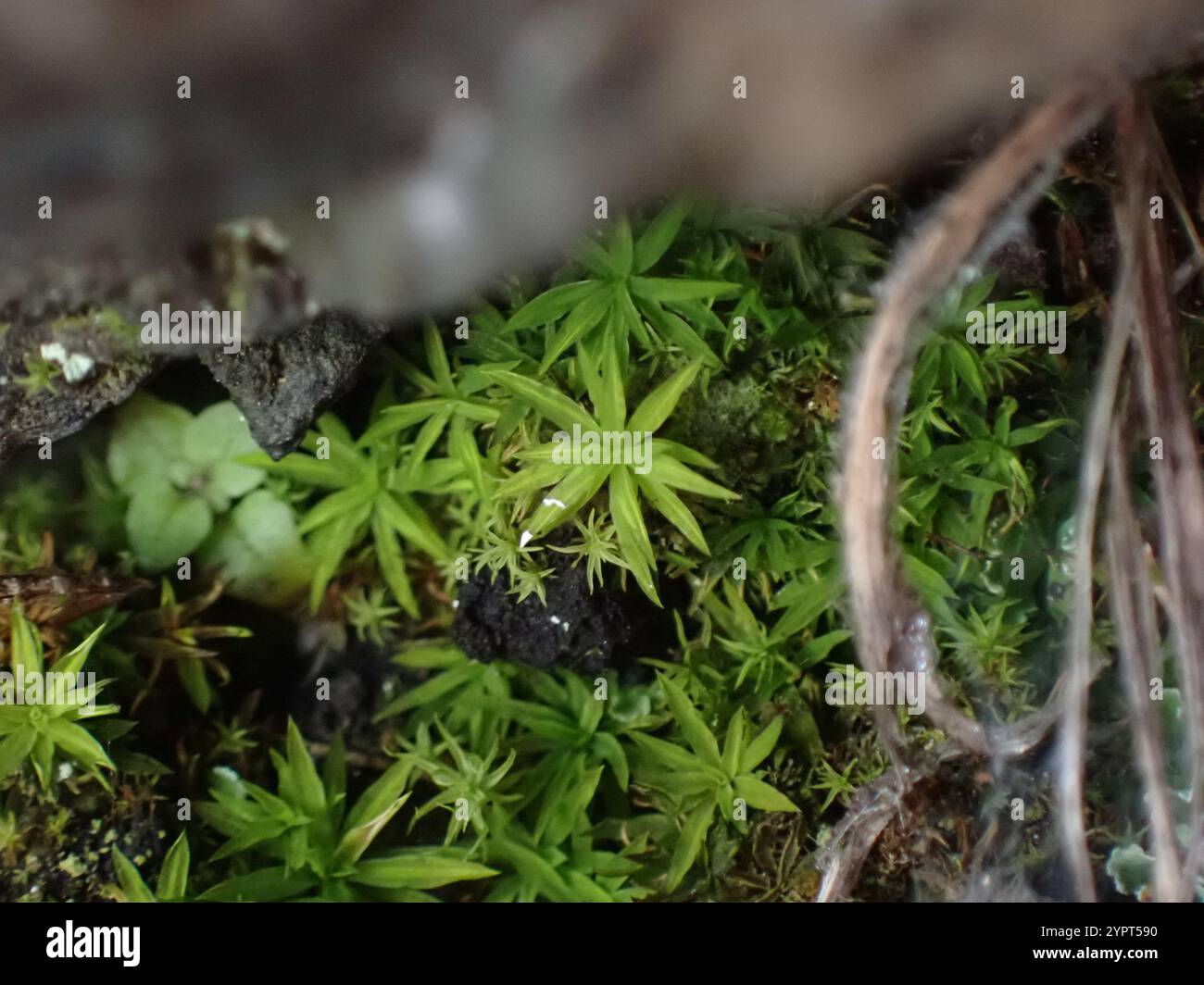 Green-tufted Stubble Moss (Weissia controversa Stock Photo - Alamy