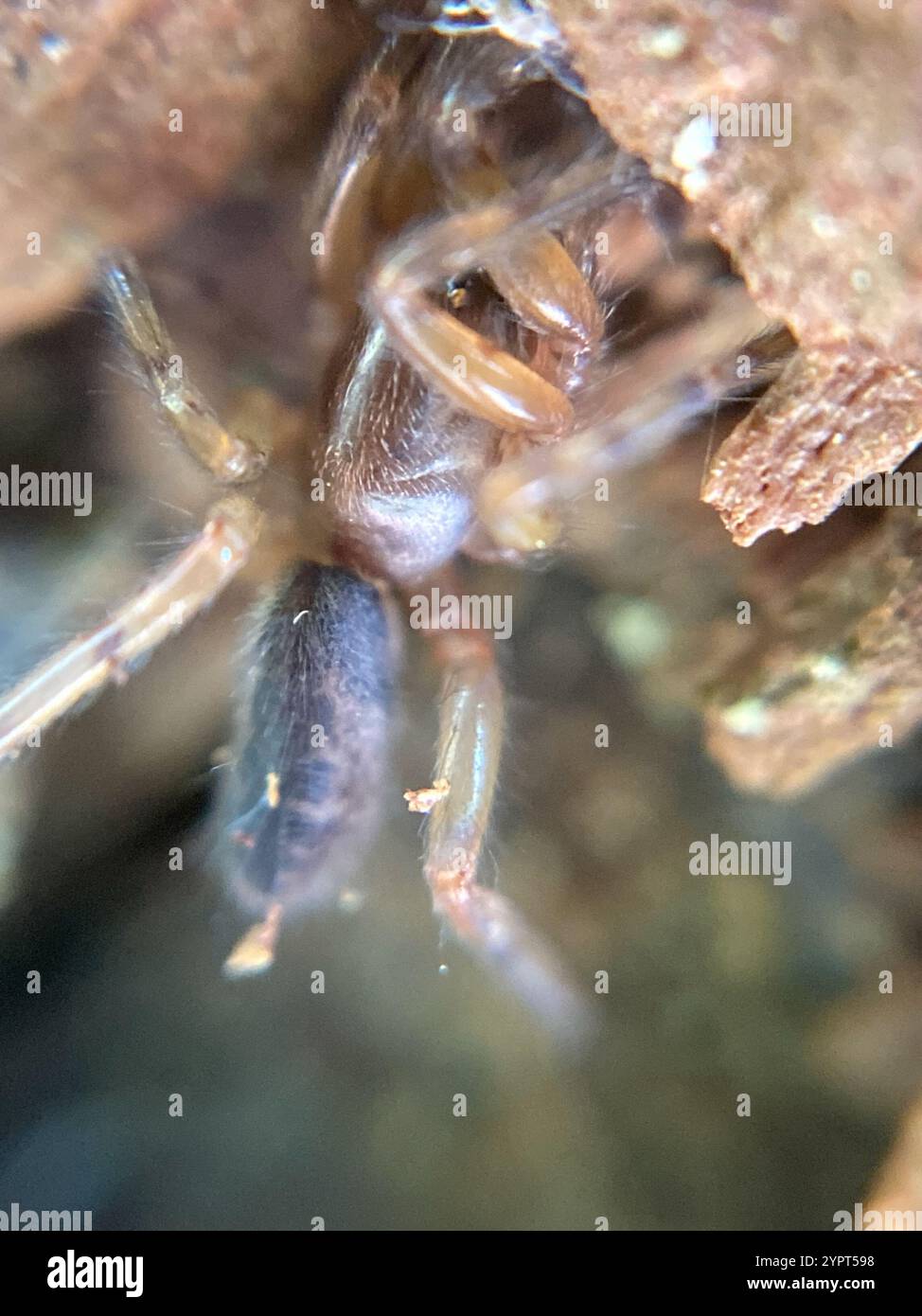 Snake-back Spider (Segestria senoculata Stock Photo - Alamy