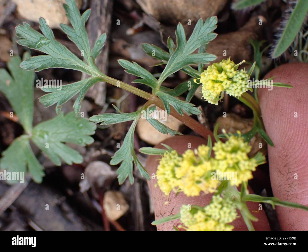 northern sanicle (Sanicula graveolens Stock Photo - Alamy