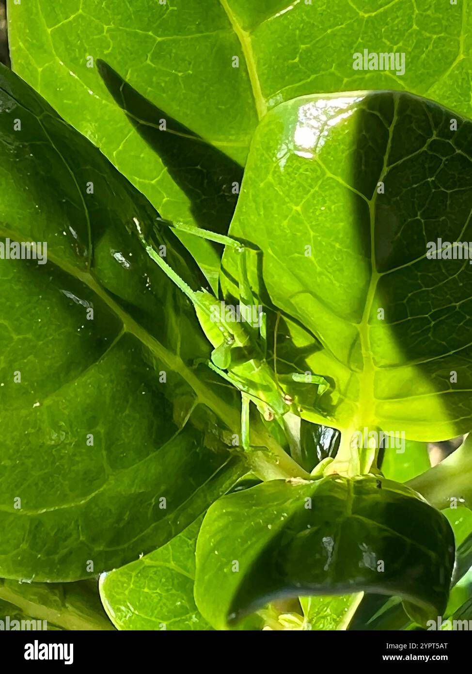 Australian Common Garden Katydid (Caedicia simplex Stock Photo - Alamy
