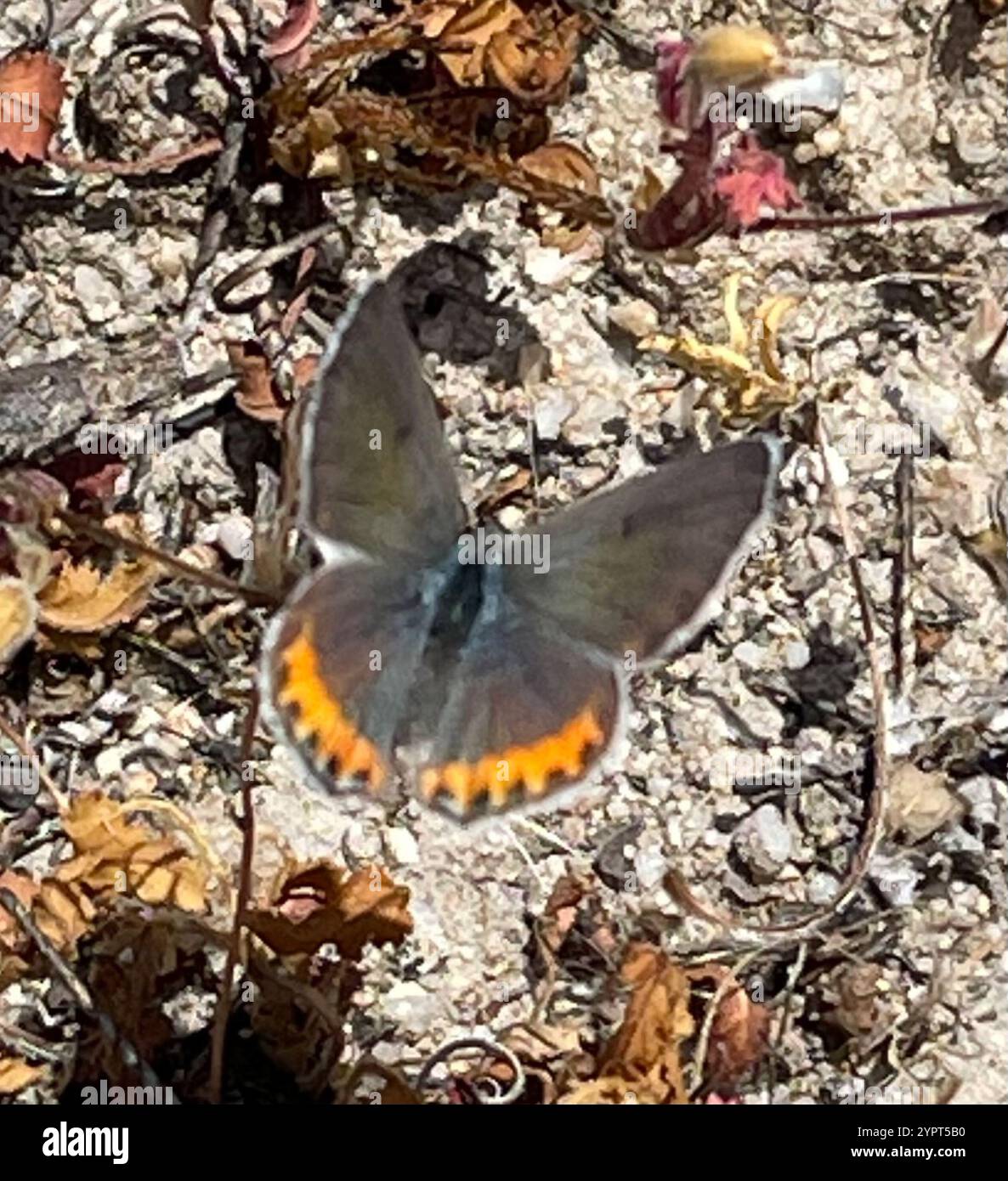 Acmon Blue (Icaricia acmon Stock Photo - Alamy