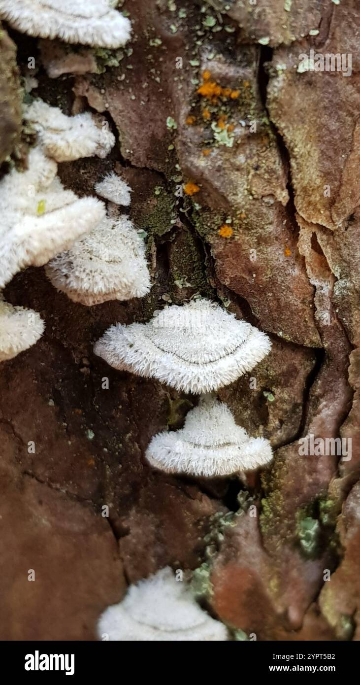 Purplepore Bracket (Trichaptum abietinum Stock Photo - Alamy