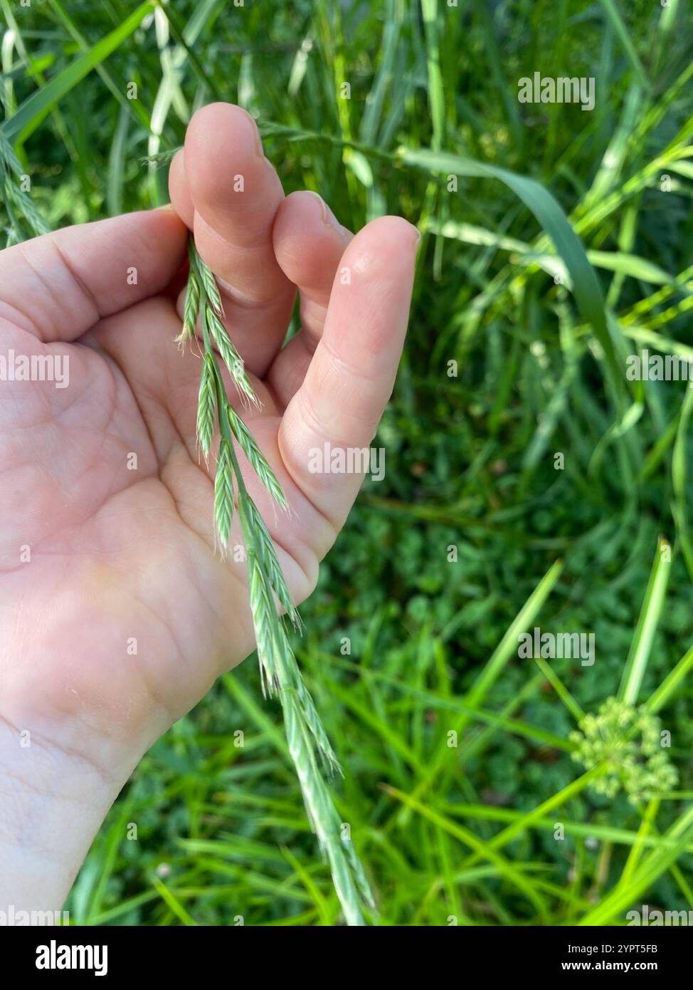 Italian Ryegrass (Lolium multiflorum Stock Photo - Alamy