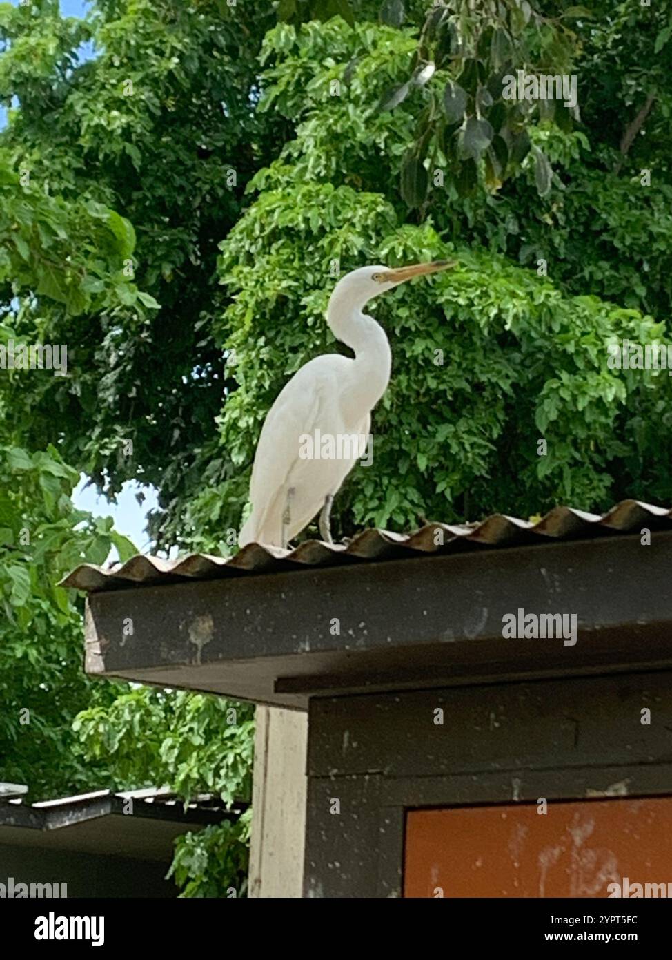 Pacific Reef Heron (Egretta sacra Stock Photo - Alamy