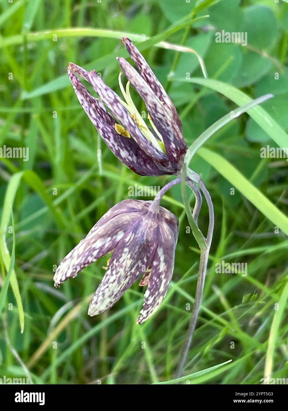 checker lily (Fritillaria affinis Stock Photo - Alamy