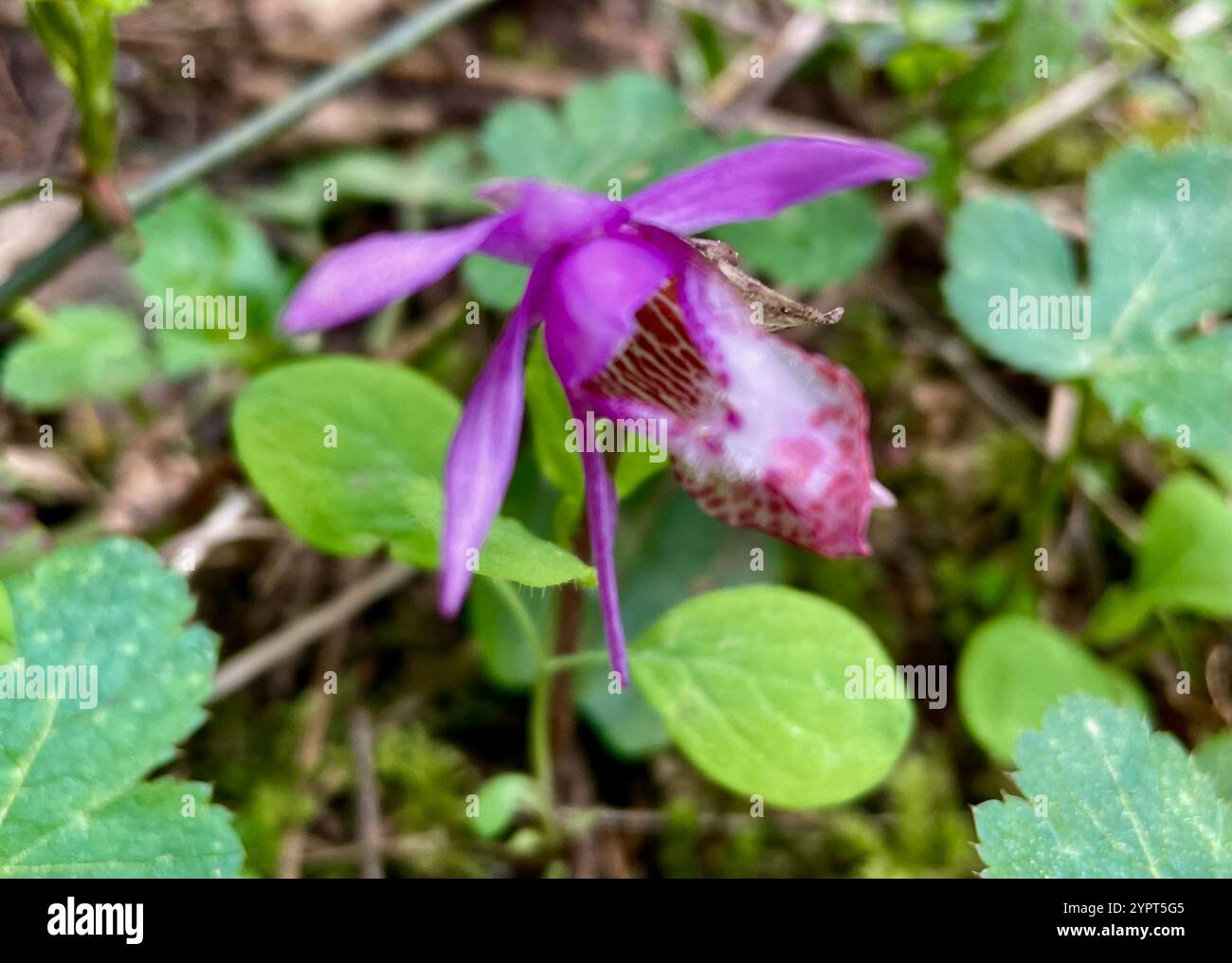 Western Fairy-slipper (Calypso bulbosa occidentalis Stock Photo - Alamy