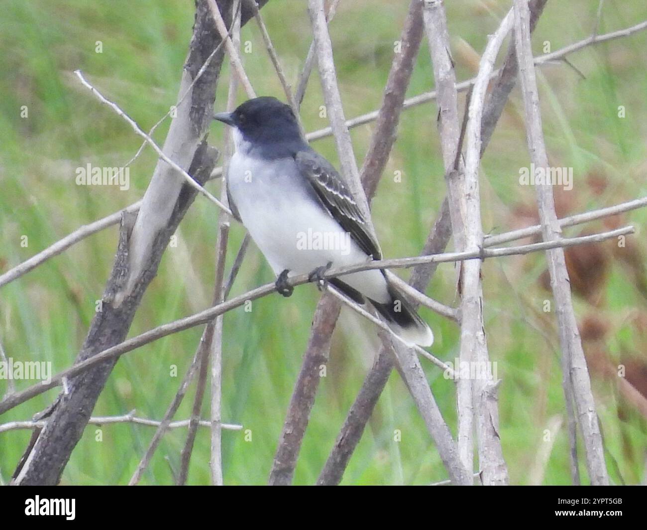 Eastern Kingbird (Tyrannus tyrannus Stock Photo - Alamy