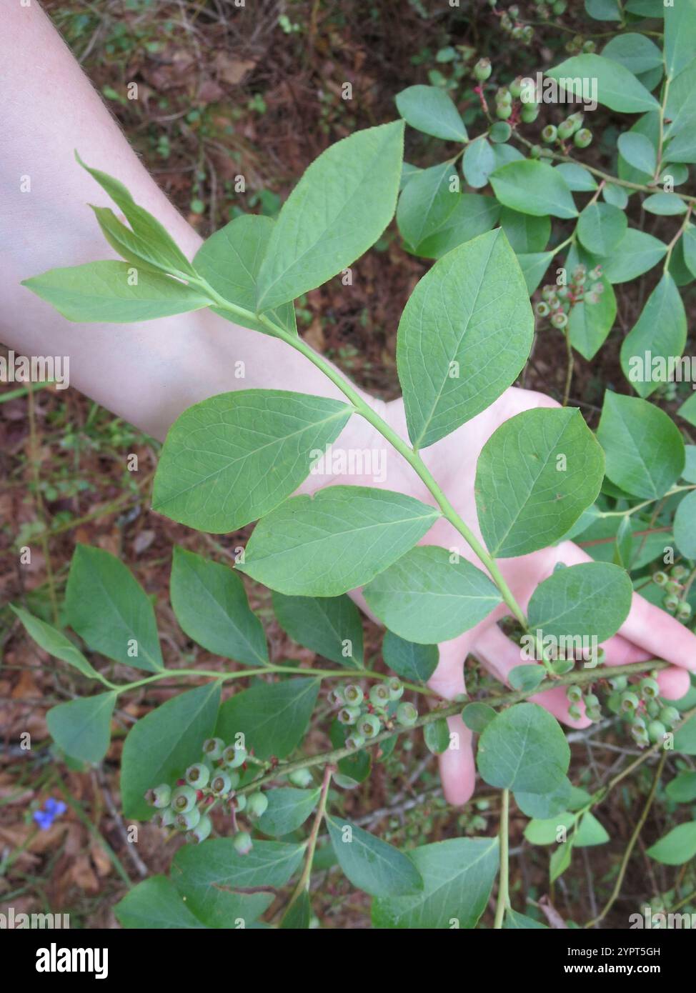 Deerberry hi-res stock photography and images - Alamy