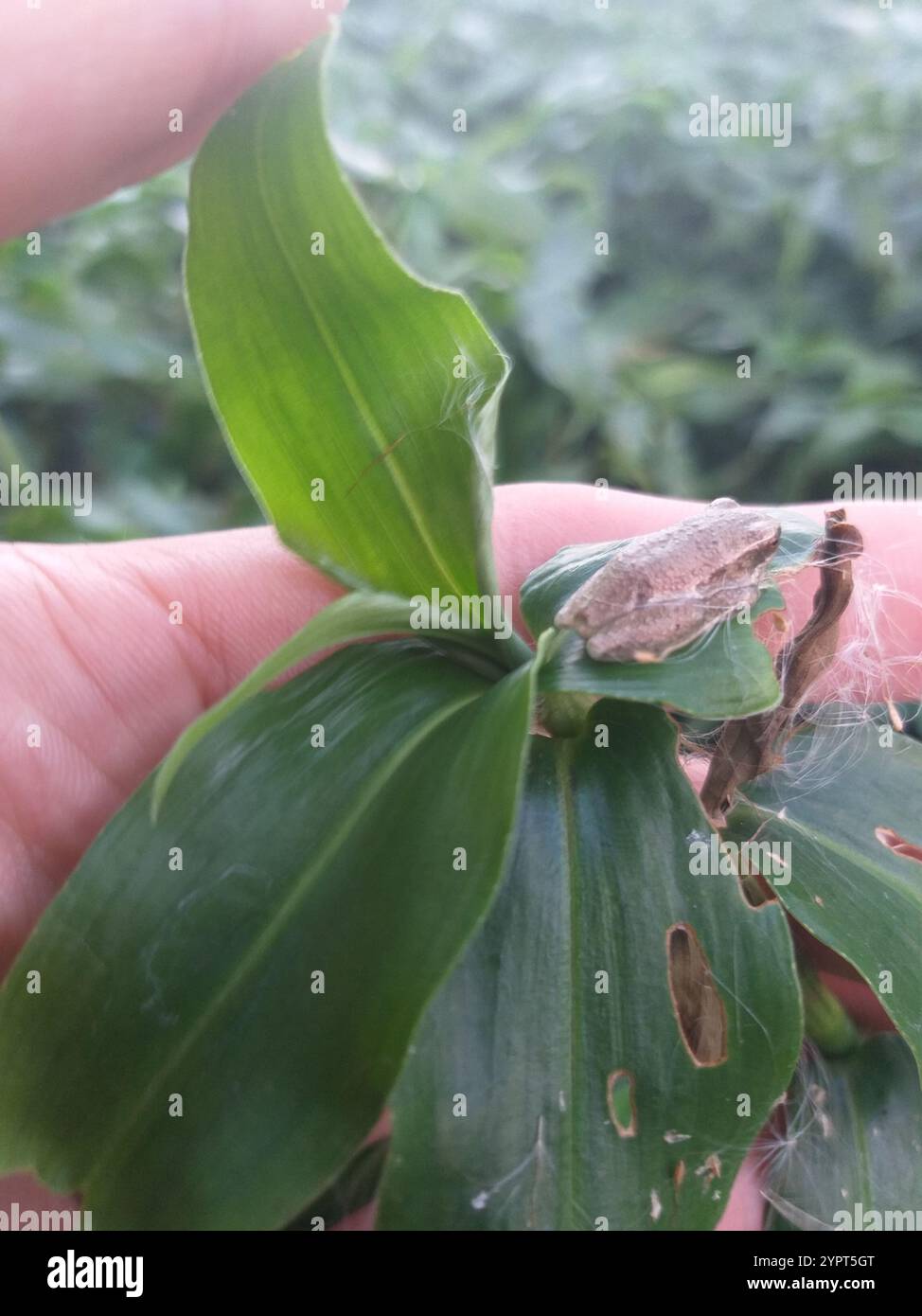 Painted Reed Frog (Hyperolius marmoratus Stock Photo - Alamy