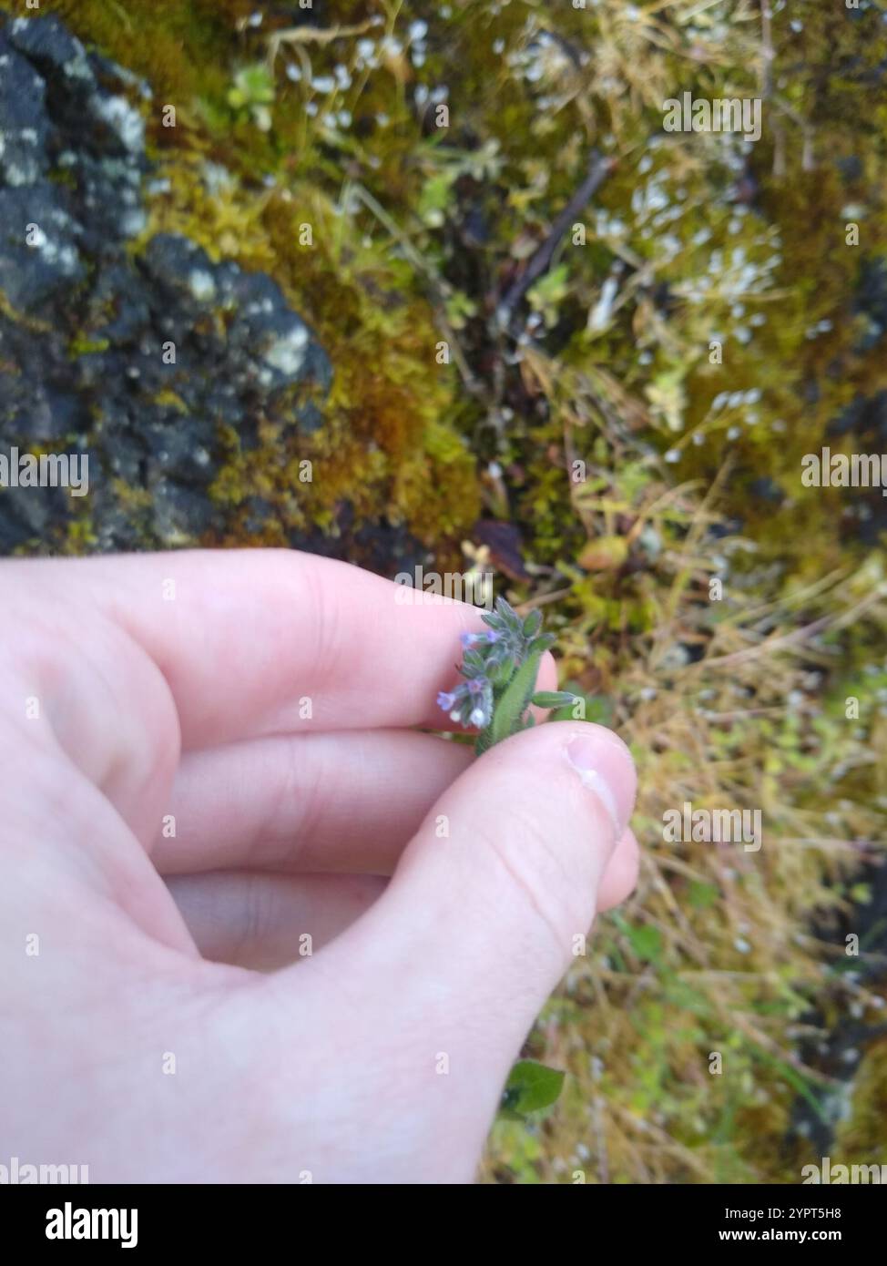 Changing Forget-me-not (Myosotis discolor Stock Photo - Alamy