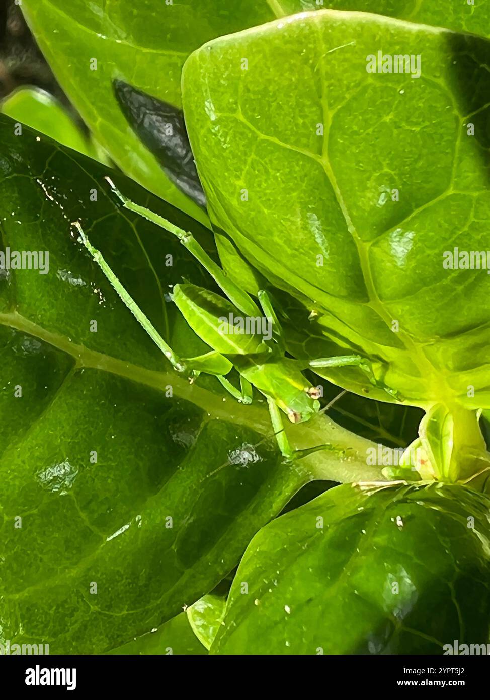 Australian Common Garden Katydid (Caedicia simplex Stock Photo - Alamy