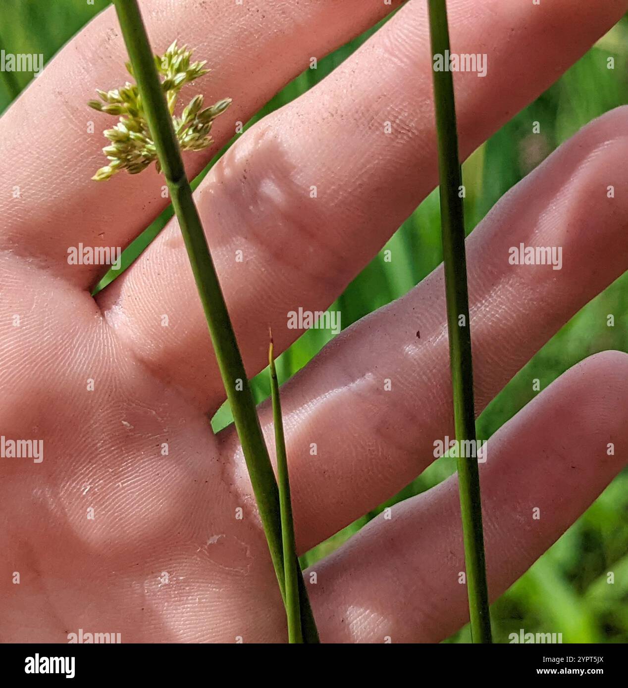eastern soft rush (Juncus effusus solutus Stock Photo - Alamy