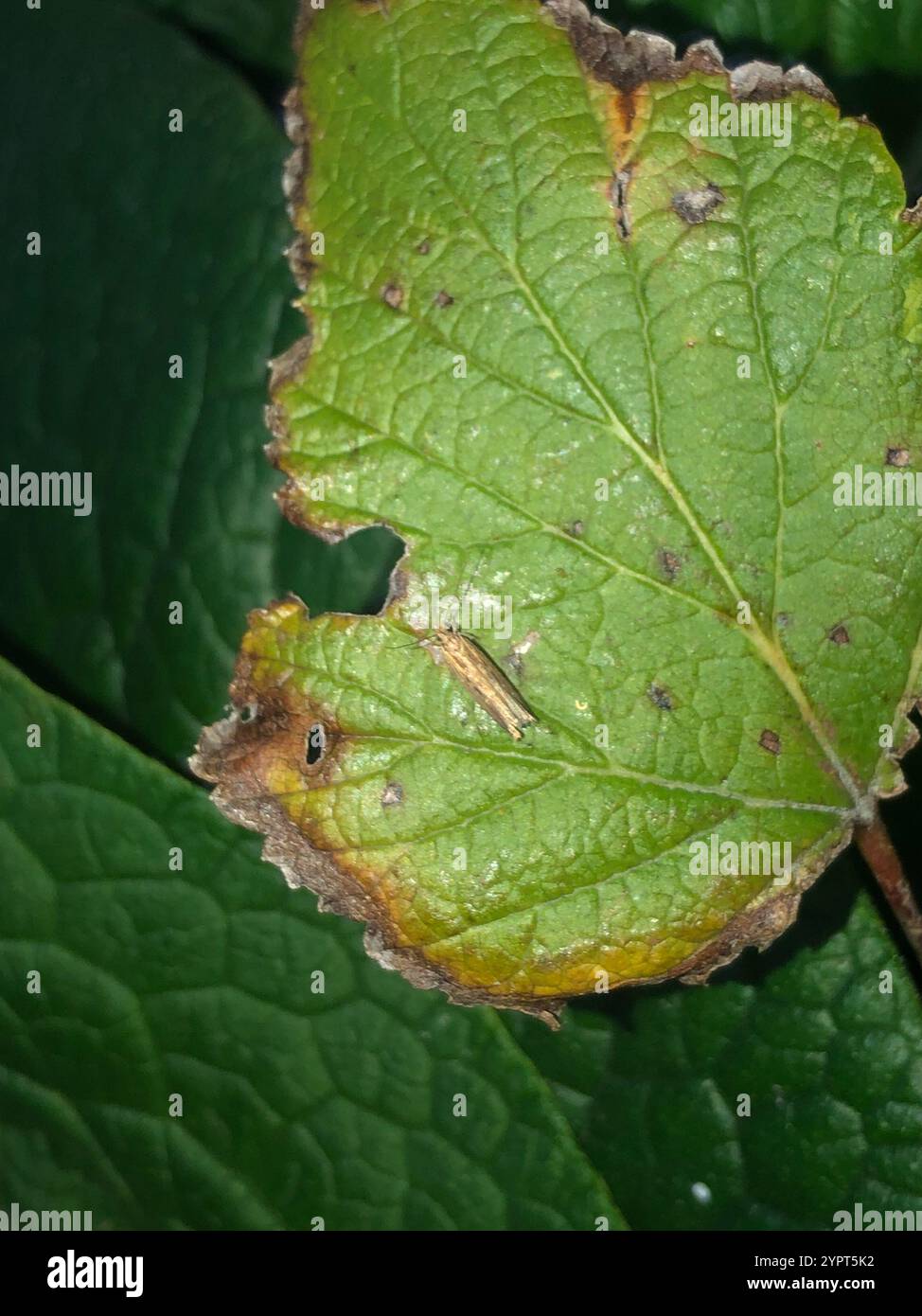 Curved-horn Moths (Gelechioidea Stock Photo - Alamy