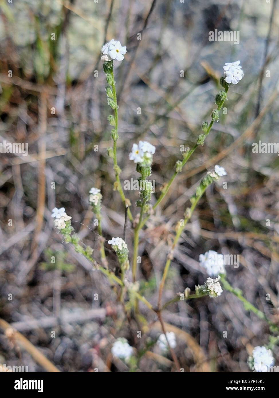 flaccid cryptantha (Cryptantha flaccida Stock Photo - Alamy
