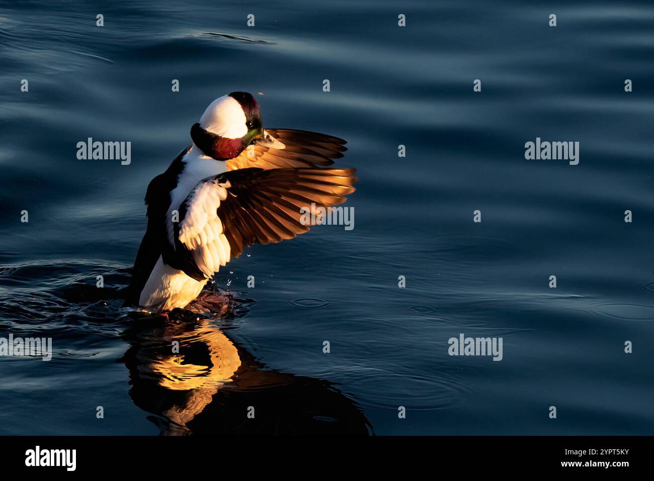 Drake bufflehead duck displaying Stock Photo - Alamy