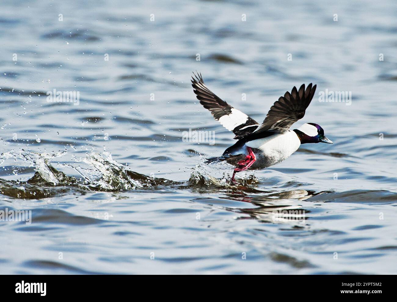 Drake bufflehead duck taking flight Stock Photo - Alamy