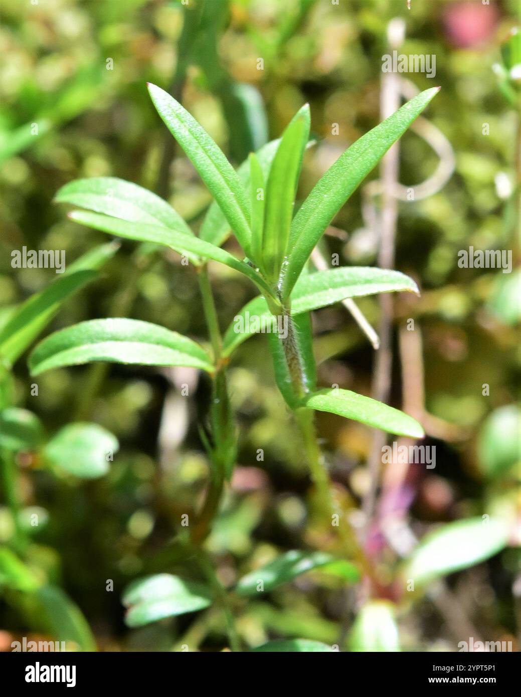 slender phlox (Microsteris gracilis Stock Photo - Alamy