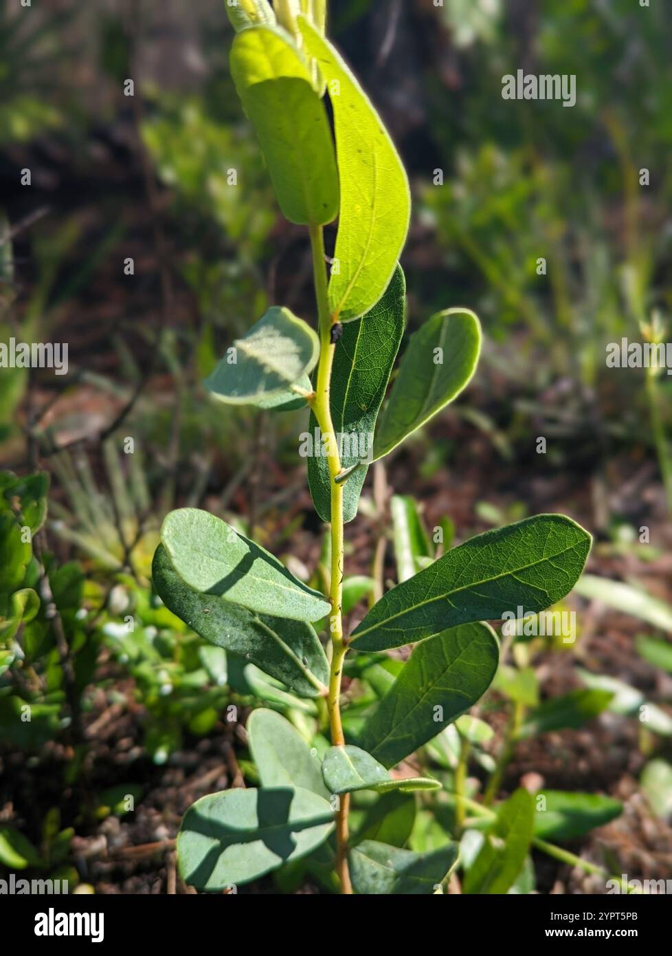 netted pawpaw (Asimina reticulata Stock Photo - Alamy