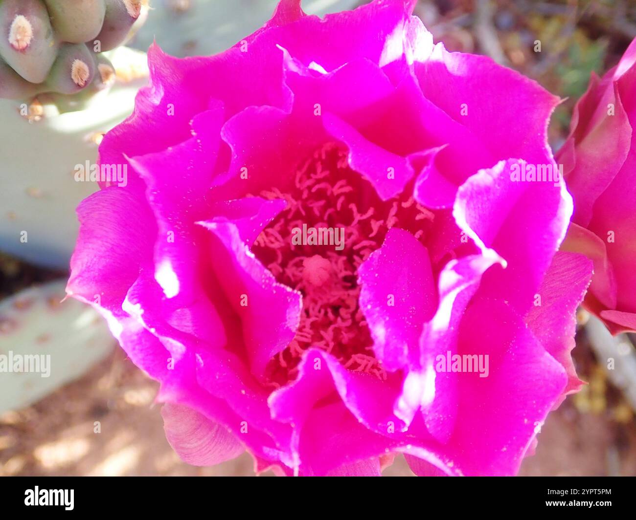 Short-joint Beavertail Pricklypear (Opuntia basilaris brachyclada Stock ...