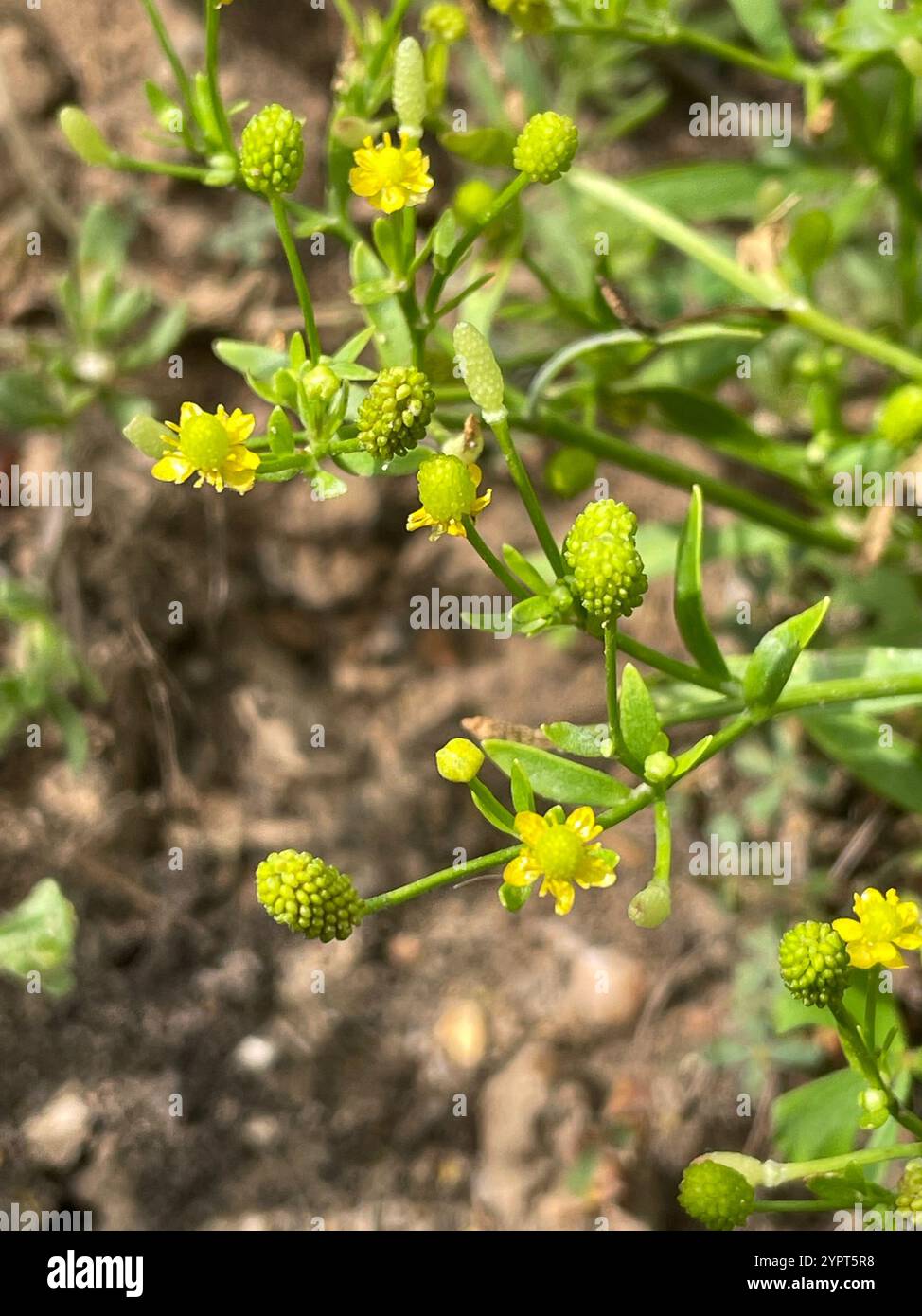cursed crowfoot (Ranunculus sceleratus Stock Photo - Alamy