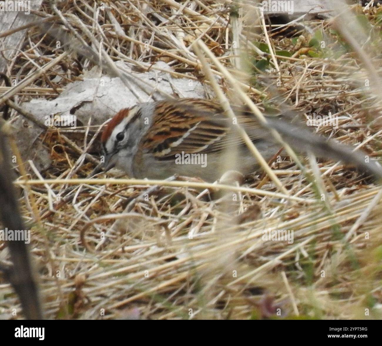 Chipping Sparrow (Spizella passerina Stock Photo - Alamy