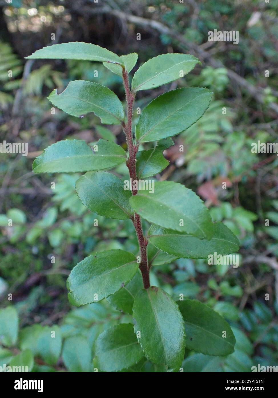 Evergreen Huckleberry (Vaccinium ovatum Stock Photo - Alamy