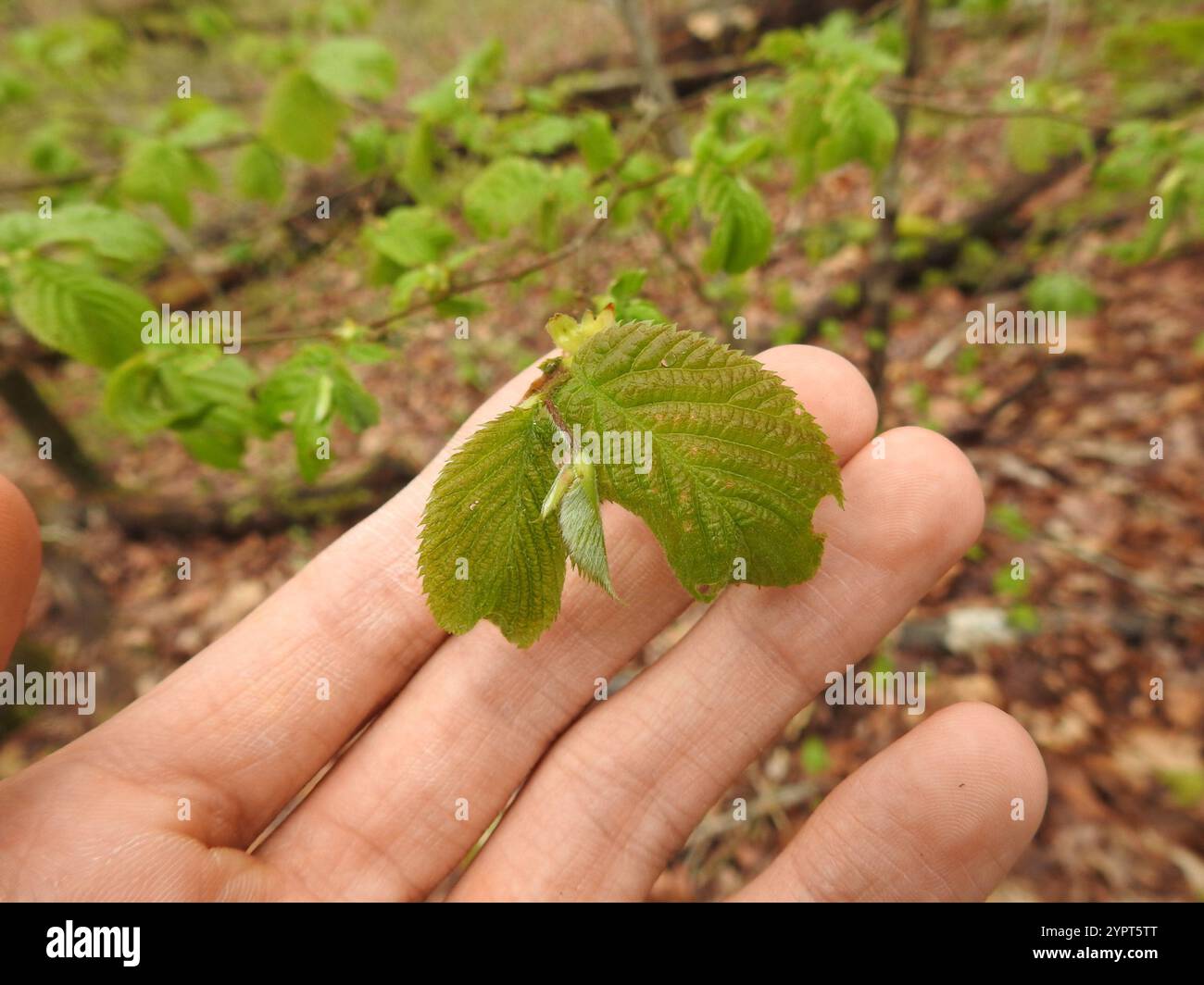 American hazelnut (Corylus americana Stock Photo - Alamy