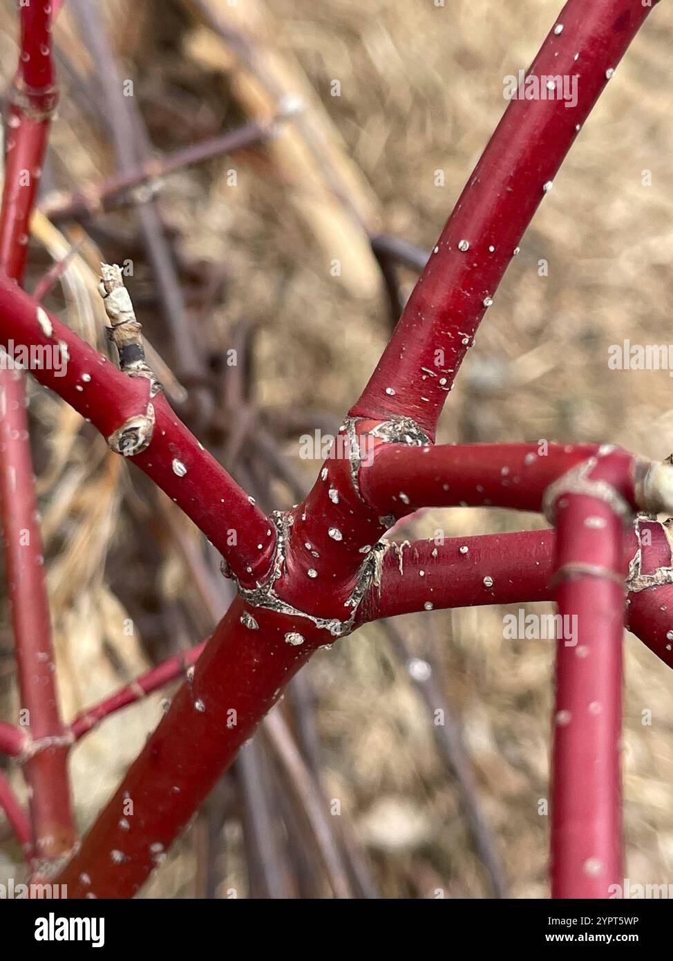 red osier dogwood (Cornus sericea Stock Photo - Alamy