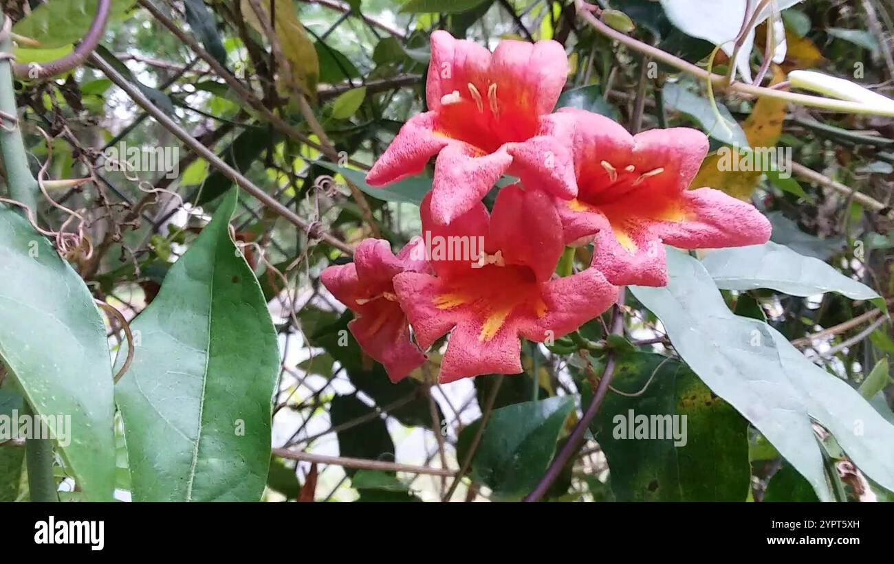 cross vine (Bignonia capreolata Stock Photo - Alamy